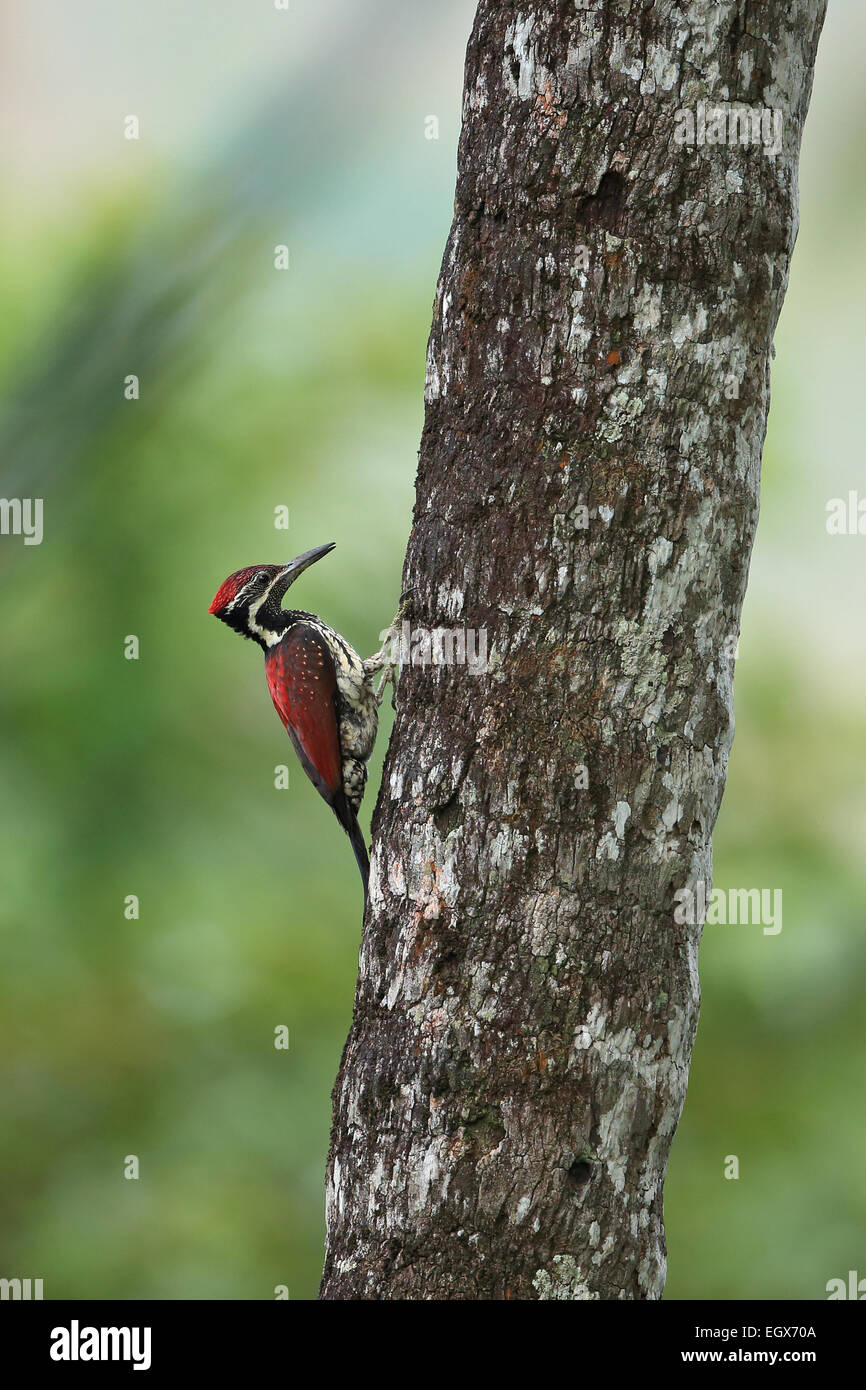 Red backed flameback hi-res stock photography and images - Alamy