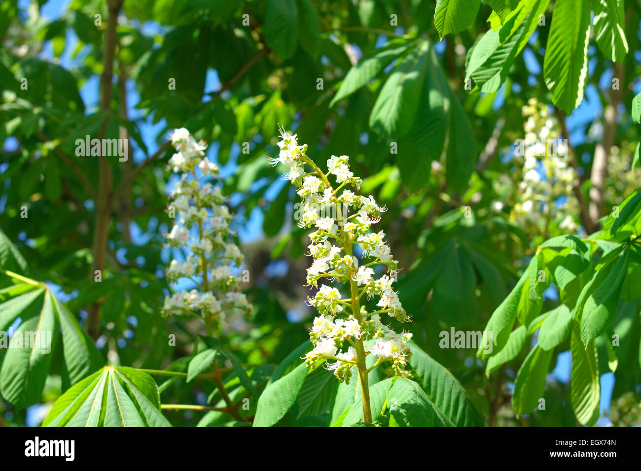 chestnut at spring Stock Photo - Alamy