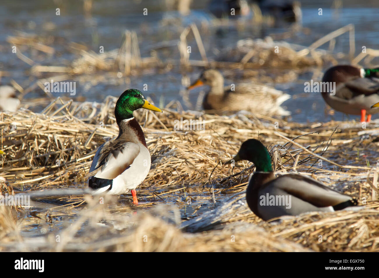 Gathering of Mallards Stock Photo - Alamy