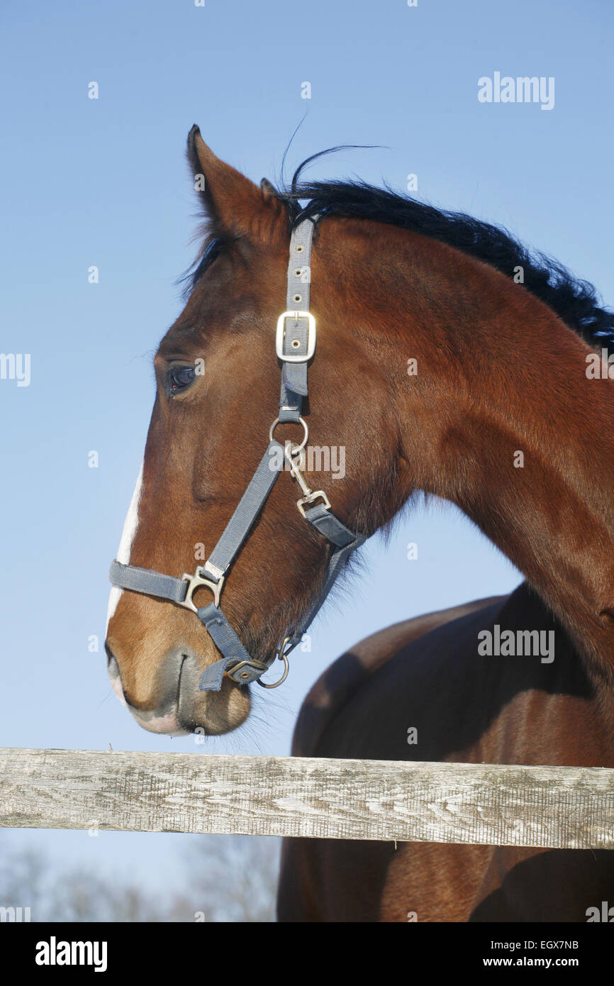 Head shot of a beautiful chestnut stallion at farm under blue sky as a ...