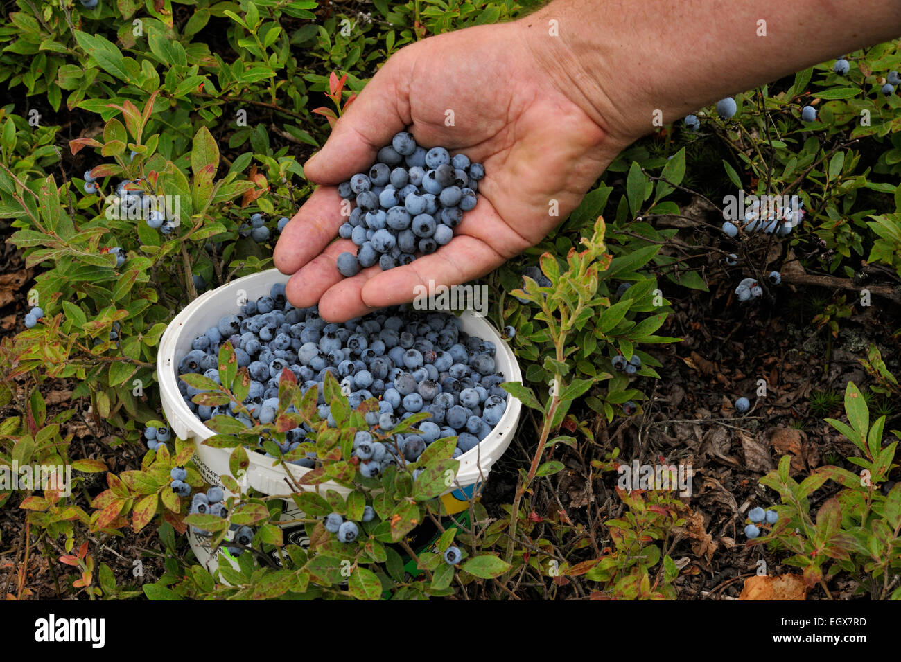 Native berry picking ontario hi-res stock photography and images - Alamy