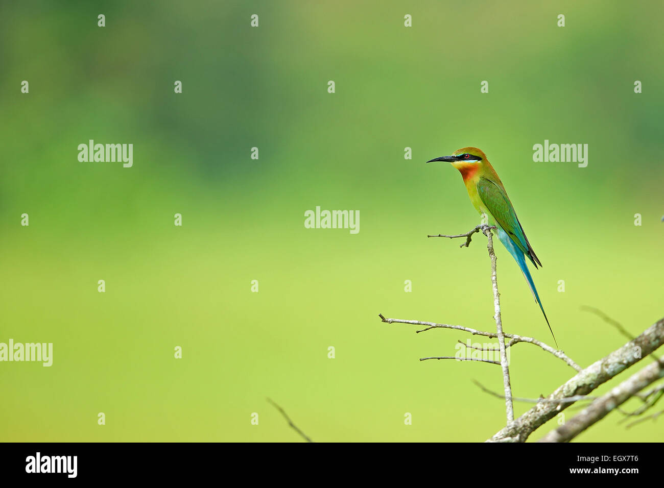 Blue-tailed Bee-eater (Merops philippinus Stock Photo - Alamy