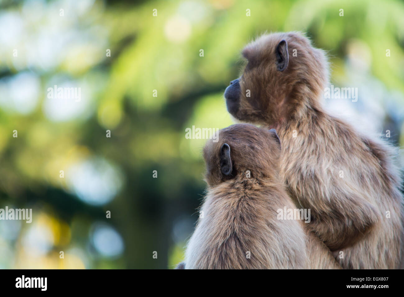 Two apes, mother and its kid looking into the distance Stock Photo - Alamy