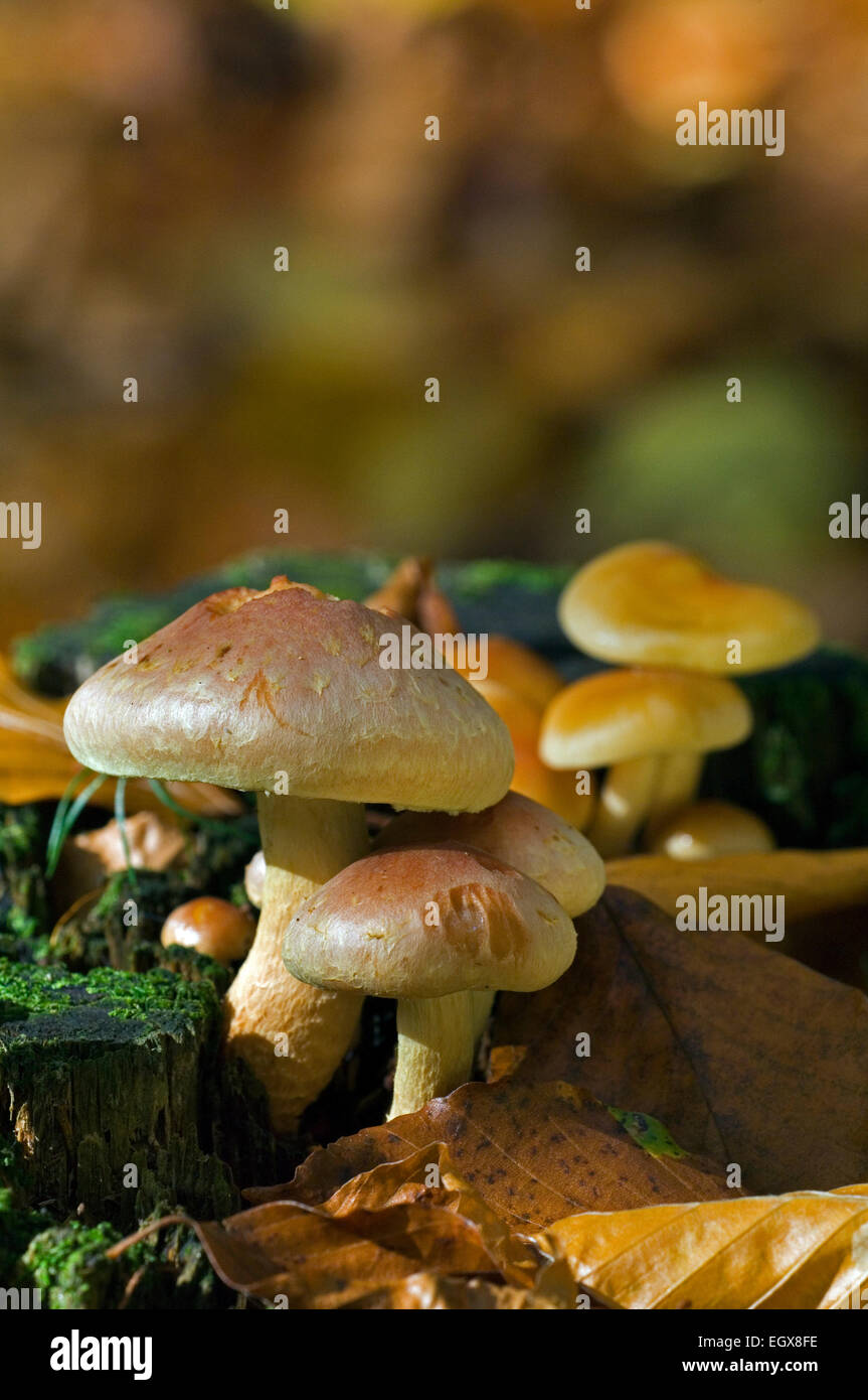 Brick tuft hypholoma lateritium hi-res stock photography and images - Alamy