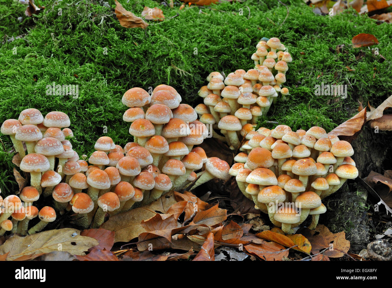 Brick cap / Brick Top / Brick Tuft mushrooms (Hypholoma sublateritium ...