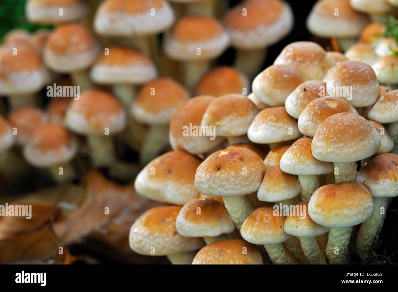 Brick cap / Brick Top / Brick Tuft mushrooms (Hypholoma sublateritium ...