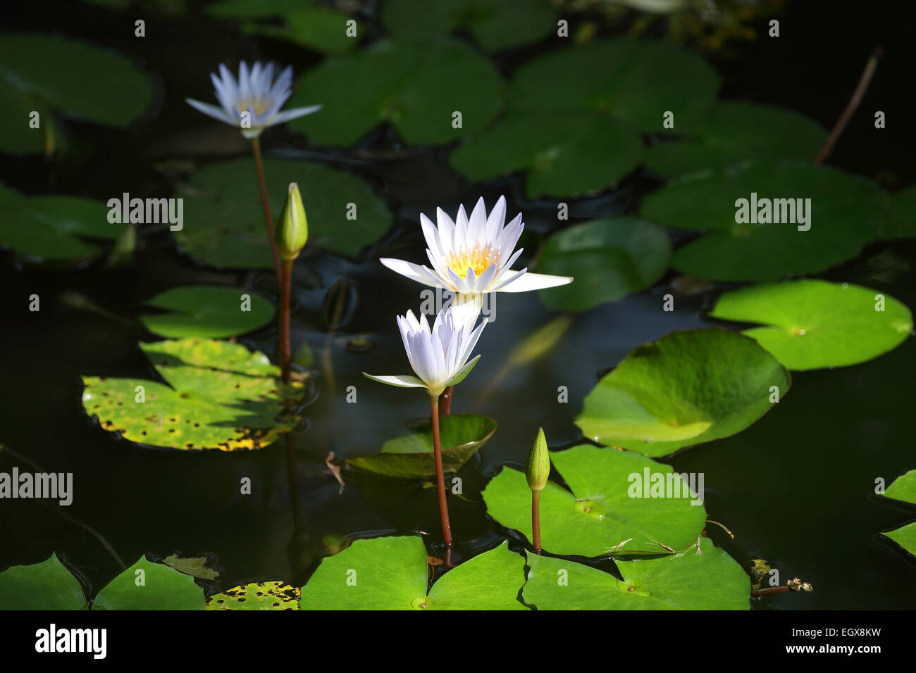 China white lotus hi-res stock photography and images - Alamy