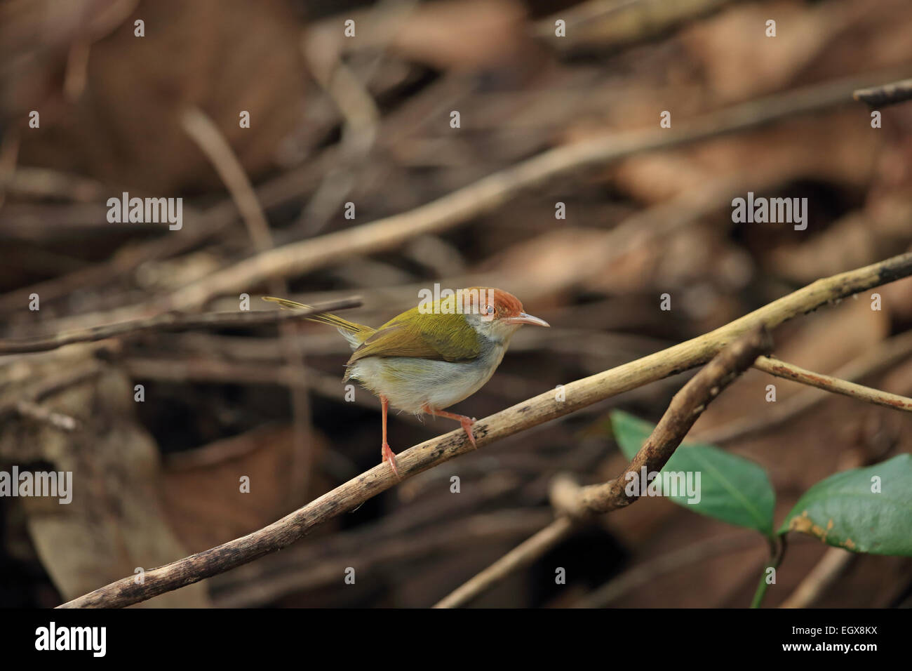 Common tailorbirds hi-res stock photography and images - Alamy