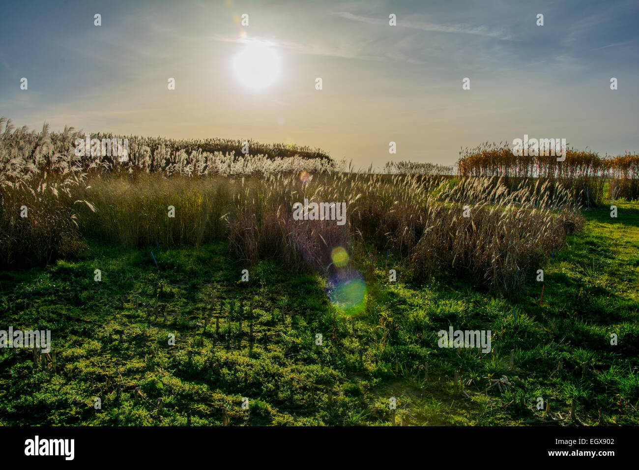 beautiful grassland of southern Germany with th sun in the back in ...