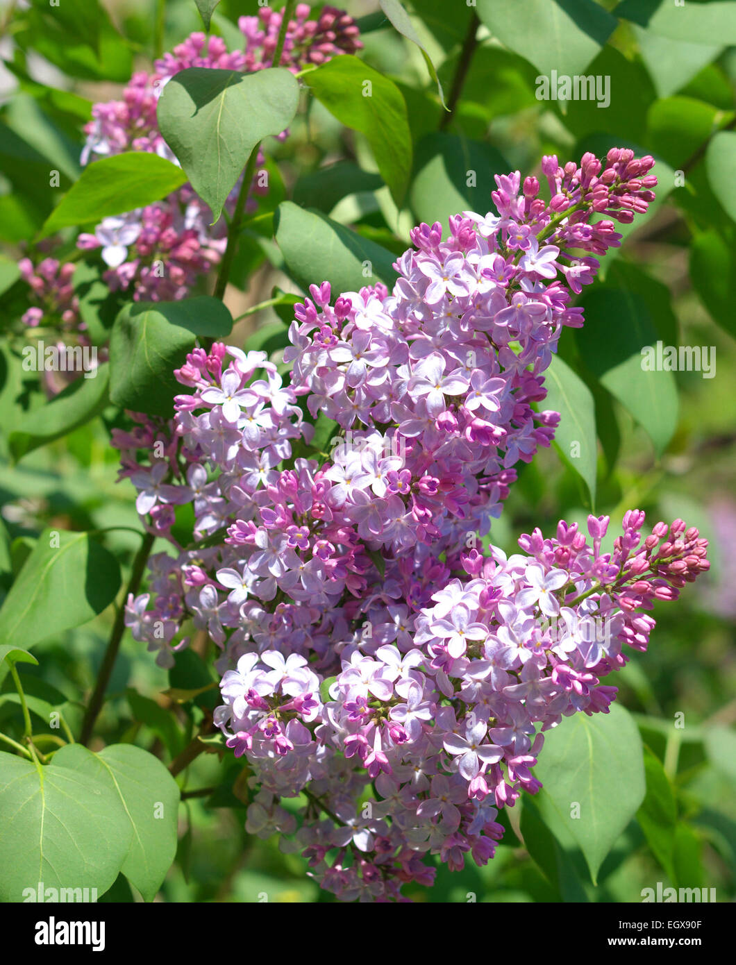 Lilac at Spring Stock Photo - Alamy