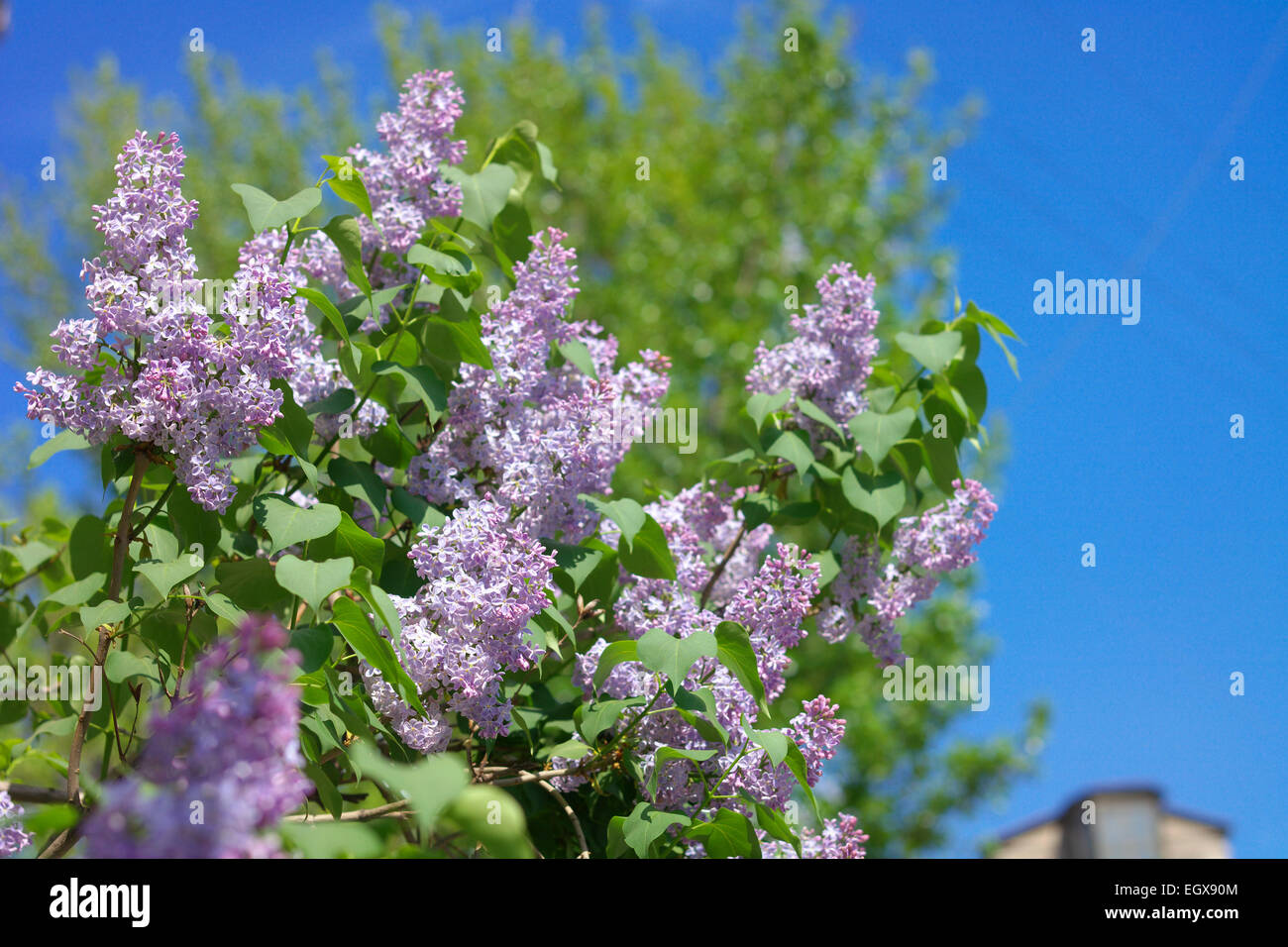 Lilac at Spring Stock Photo - Alamy