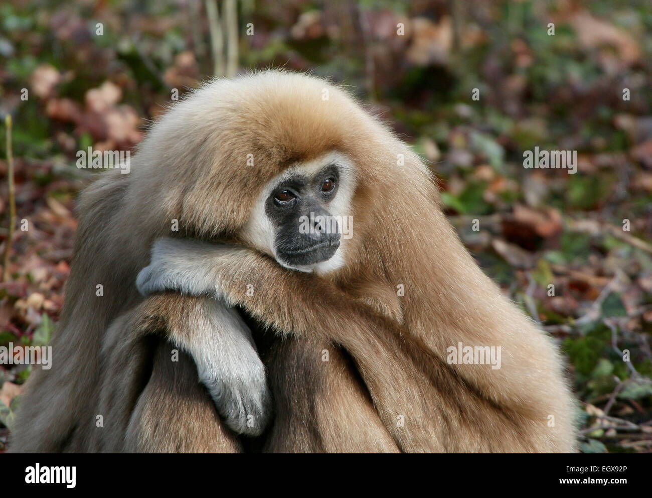 Closeup of the head of an Asian Lar Gibbon or White-Handed gibbon ...