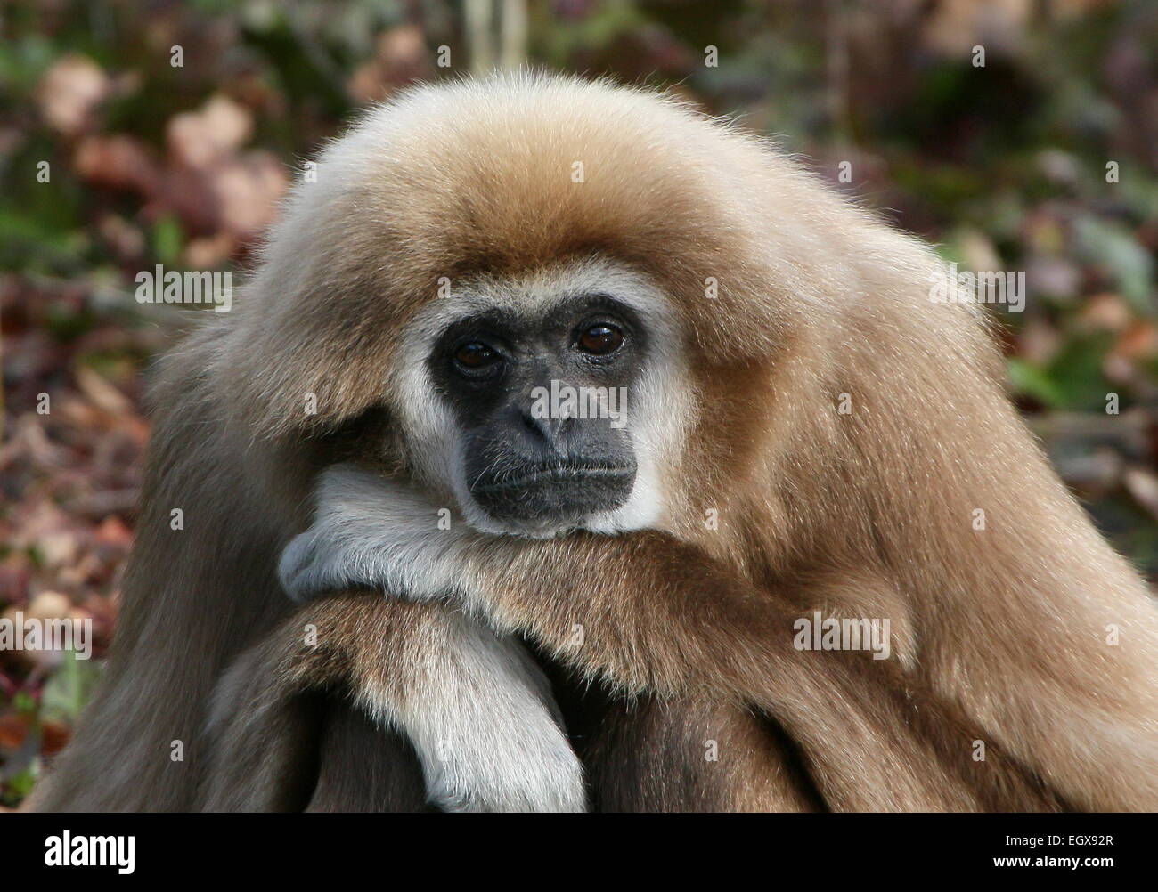 Closeup of the head of a melancholy looking Asian Lar Gibbon or White ...
