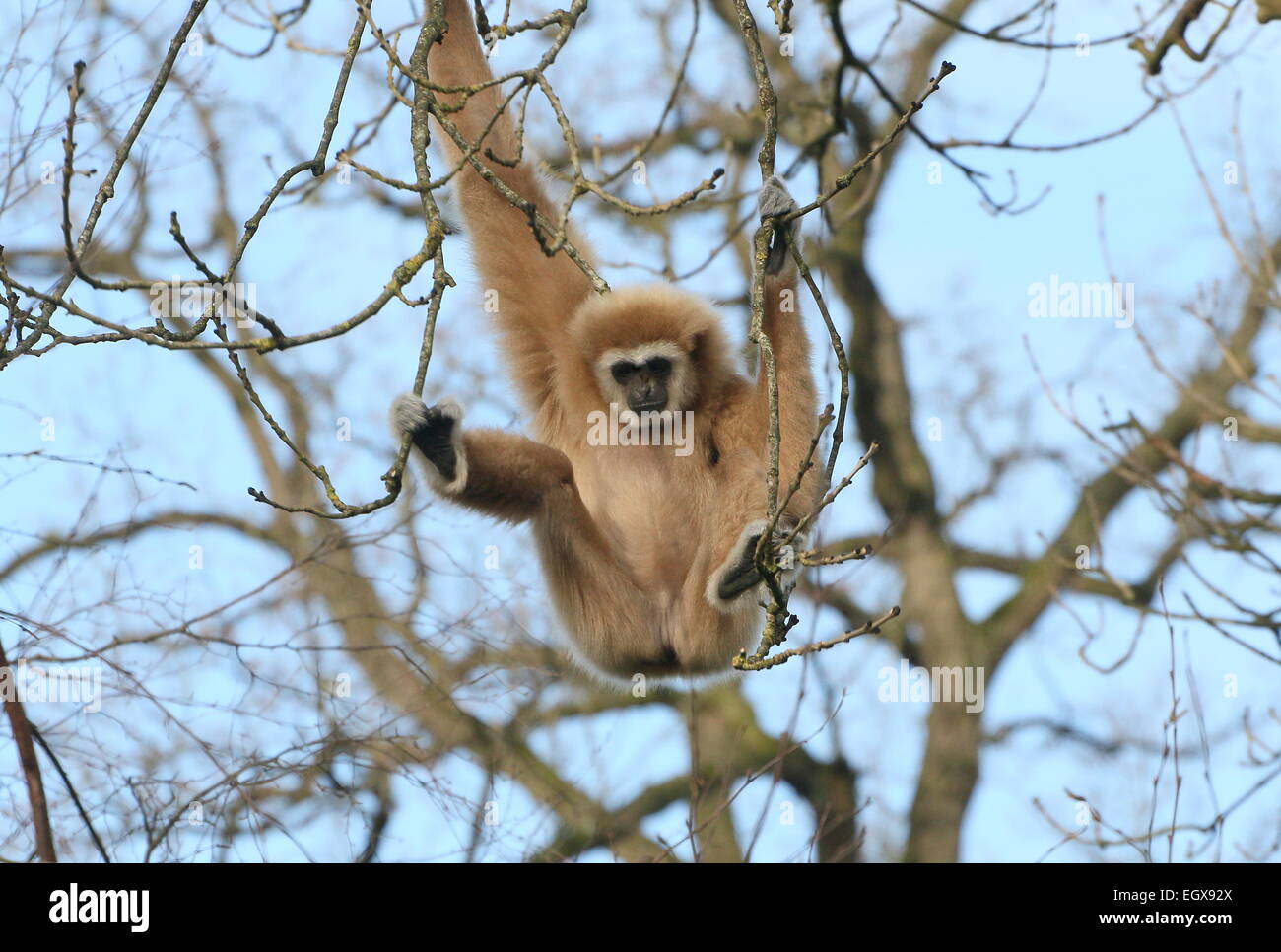 Monkey swinging tree hi-res stock photography and images - Alamy