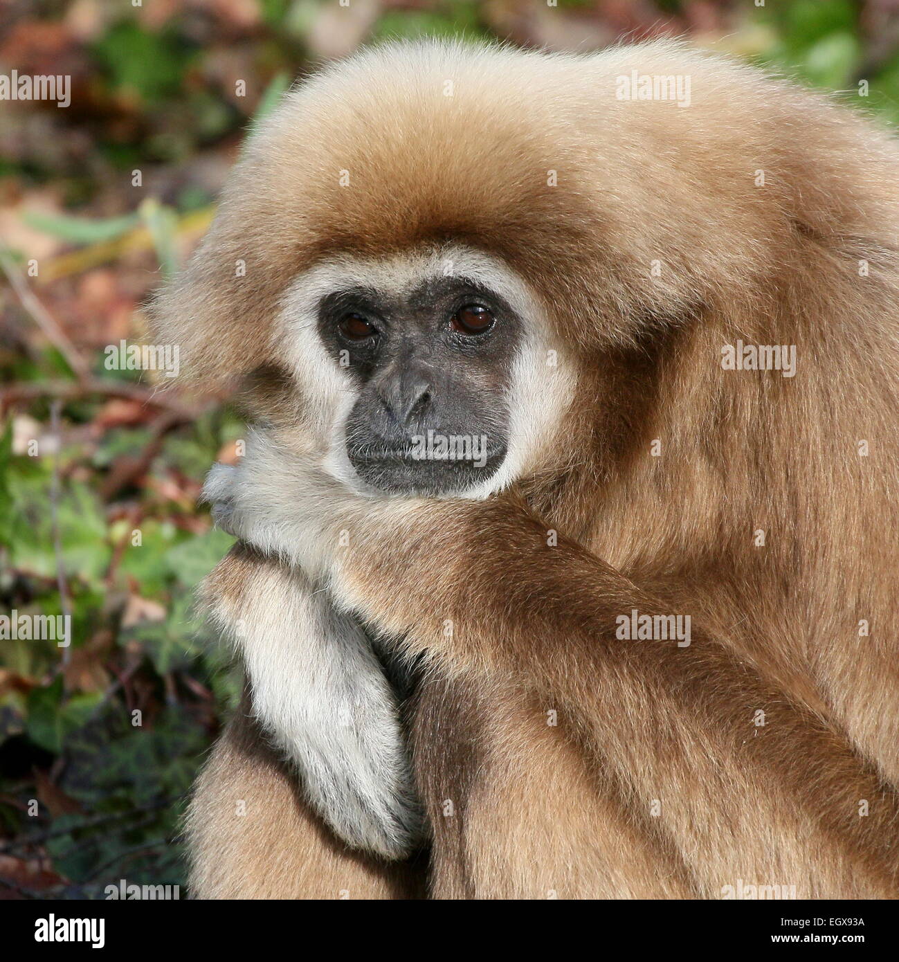 Male asian lar gibbon white handed hi-res stock photography and images ...