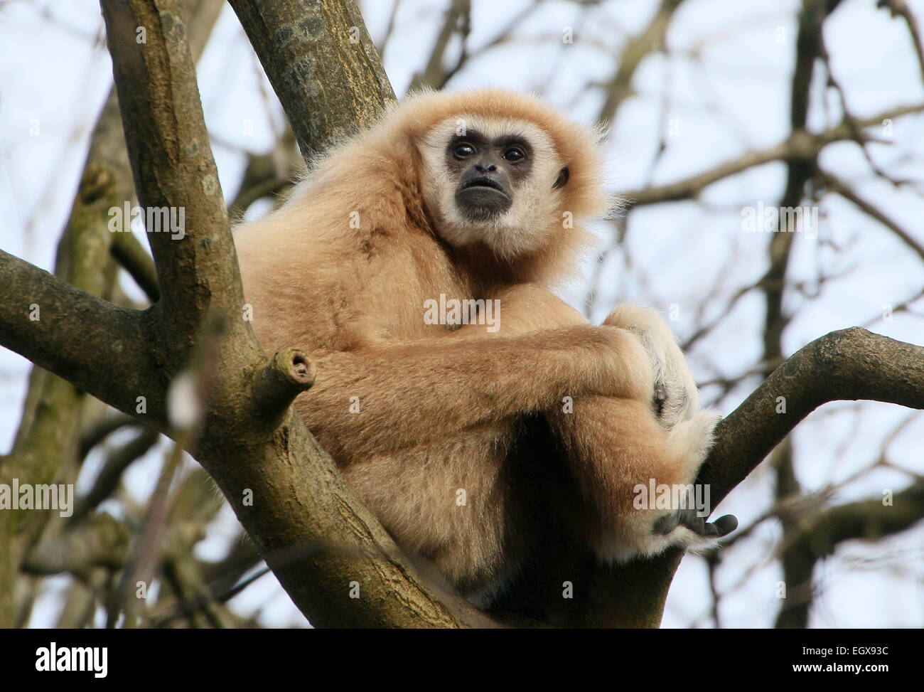 Asian Lar Gibbon or White-Handed gibbon (Hylobates lar) in a tree in ...