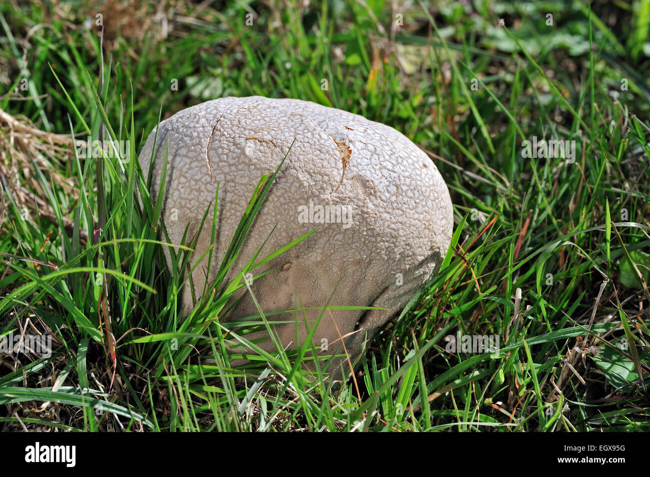 Mosaic puffball fungus (Handkea utriformis / Lycoperdon utriforme ...