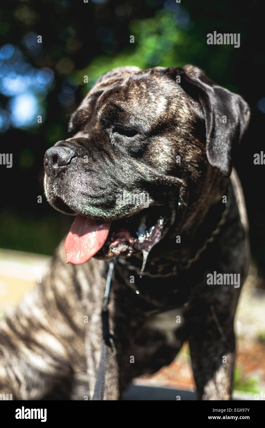 Can Two Male Cane Corsos Live Together