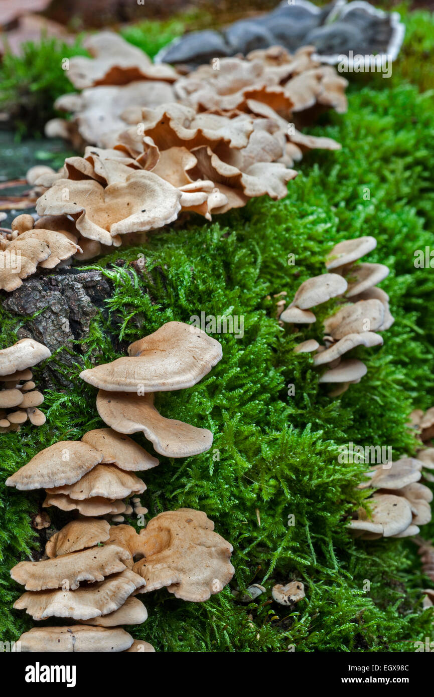 Bitter oyster / bitter oysterling / astringent panus / luminescent ...