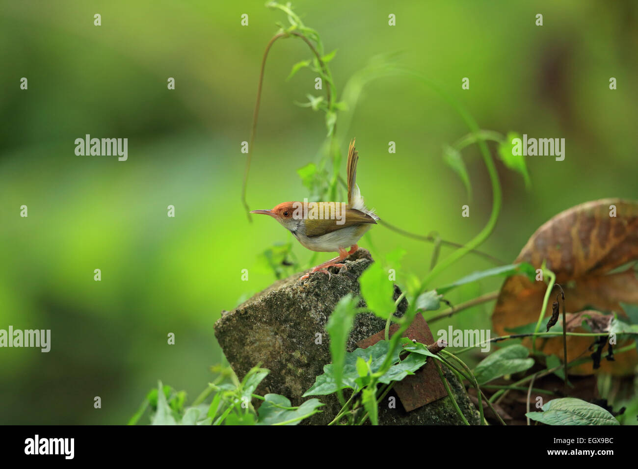 Common Tailorbird (Orthotomus sutorius Stock Photo - Alamy