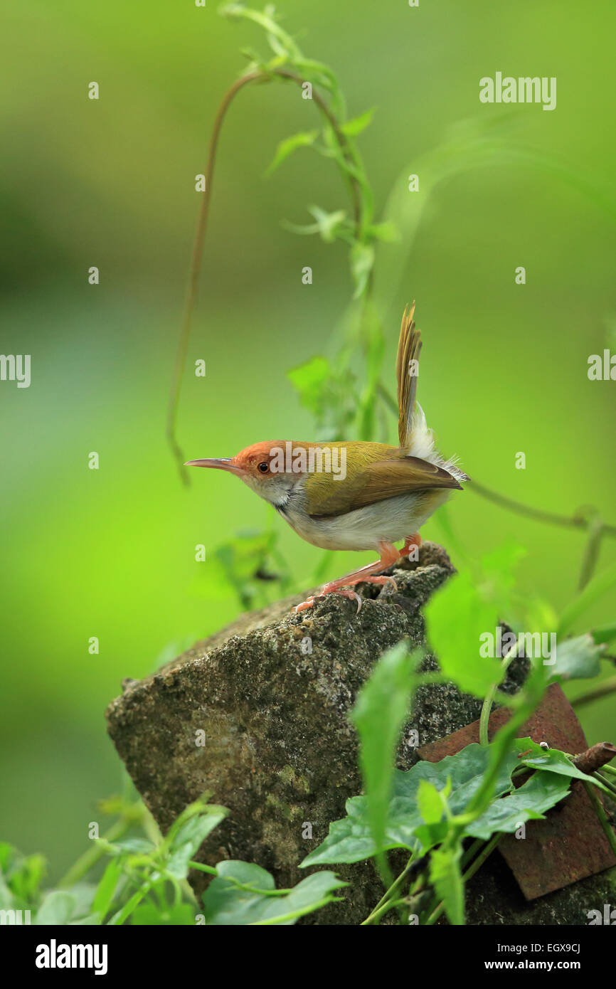 Common Tailorbird (Orthotomus sutorius Stock Photo - Alamy