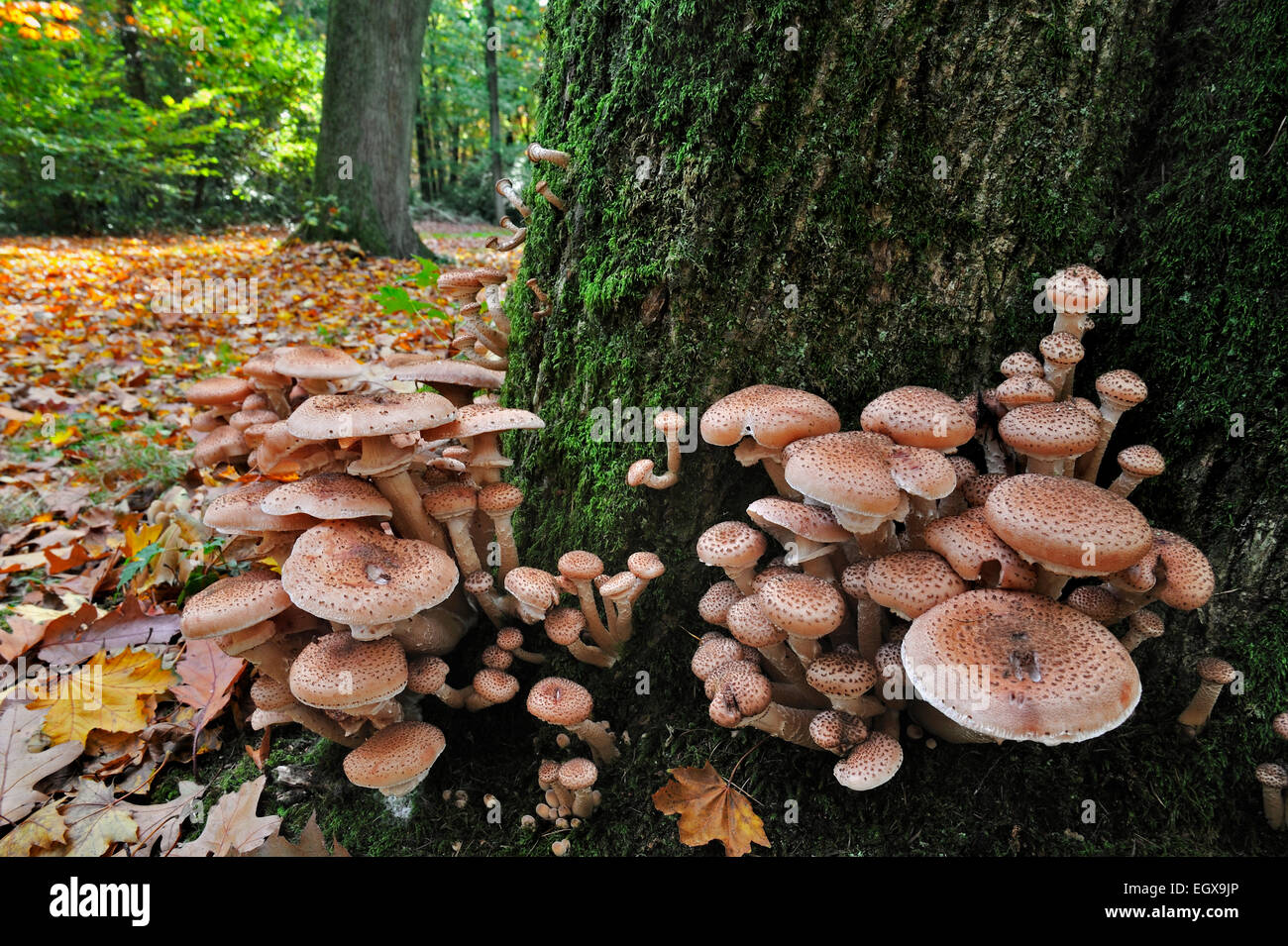 Dark honey fungus (Armillaria solidipes / Armillaria ostoyae) at base ...