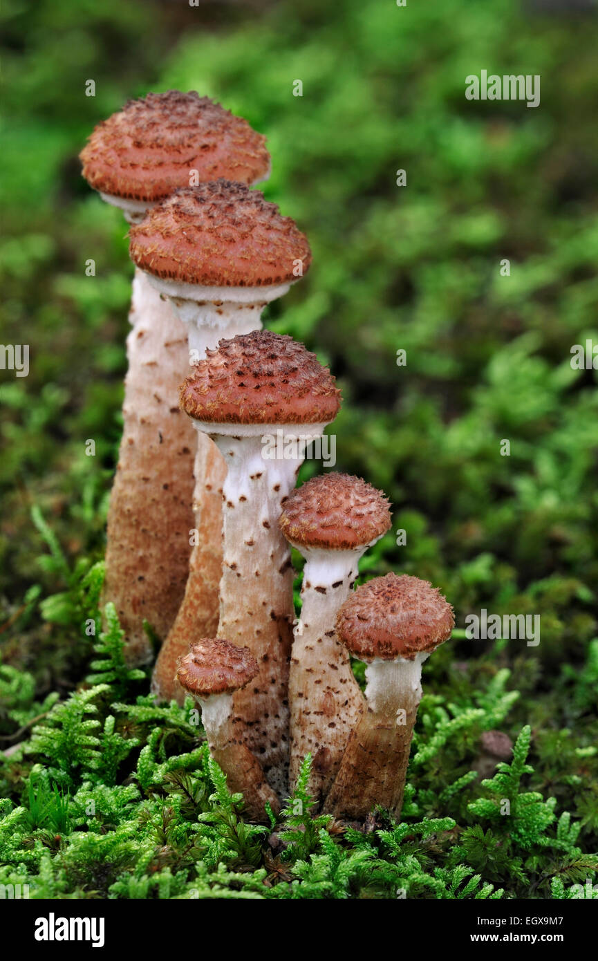 Dark honey fungus (Armillaria solidipes / Armillaria ostoyae) growing ...