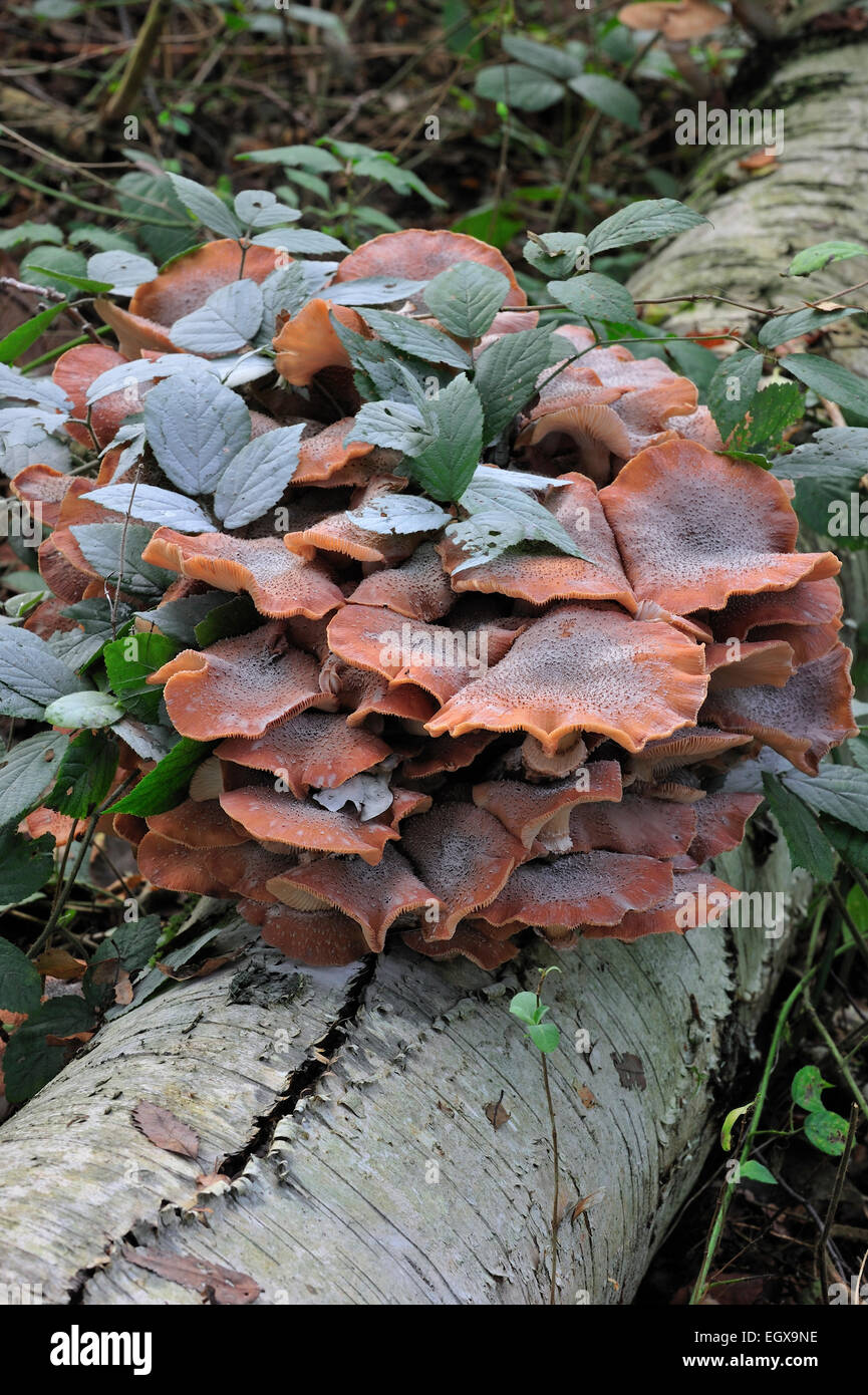 Dark honey fungus (Armillaria solidipes / Armillaria ostoyae) growing ...