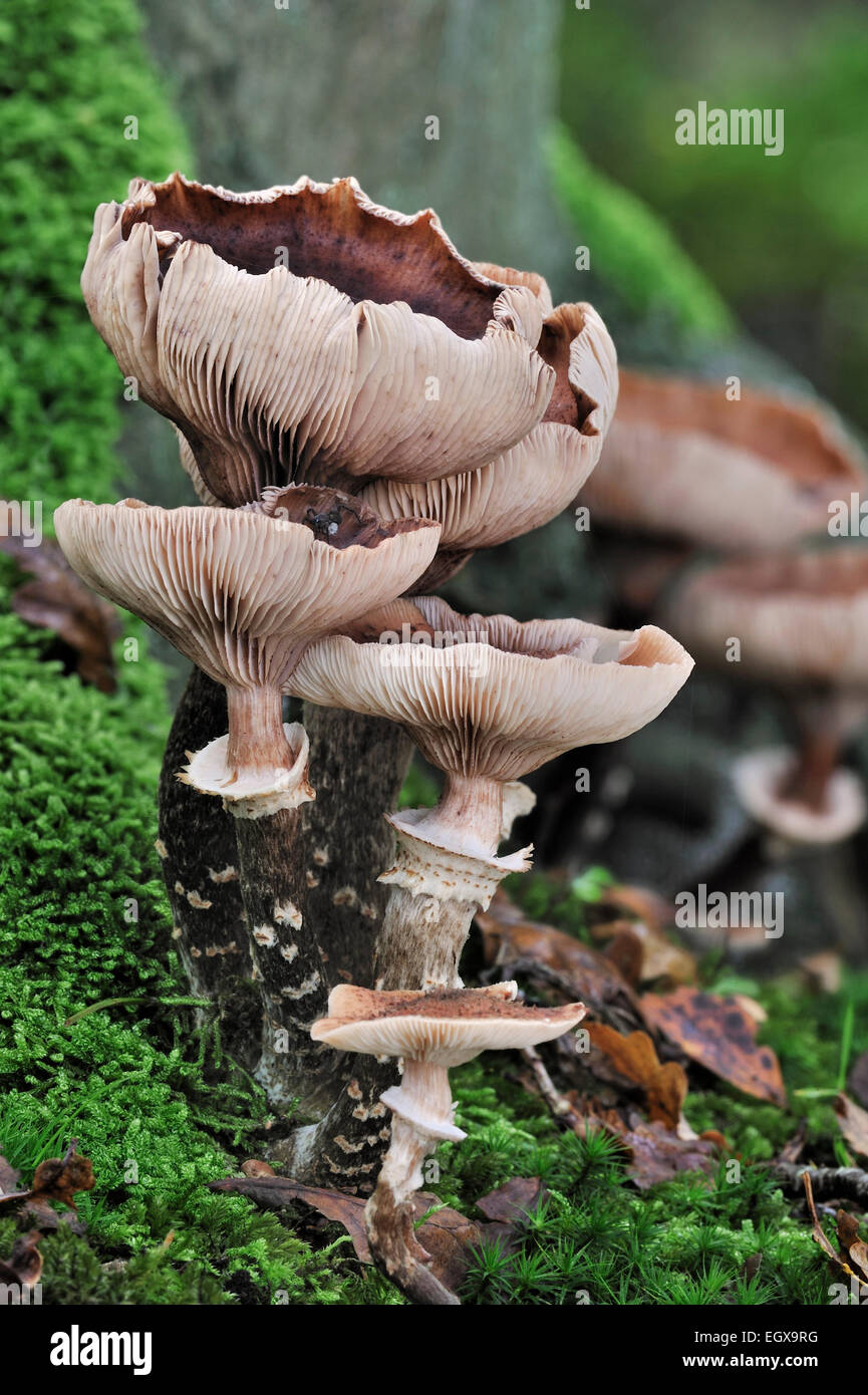 Dark honey fungus (Armillaria solidipes / Armillaria ostoyae) in autumn ...