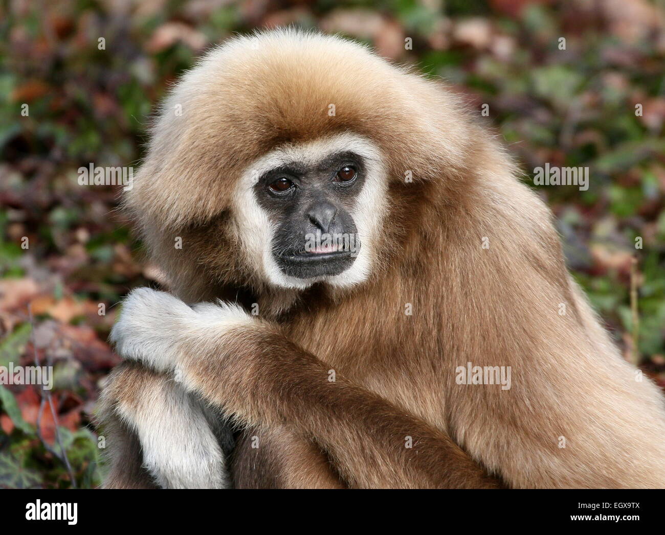 Manos blancas hi-res stock photography and images - Alamy