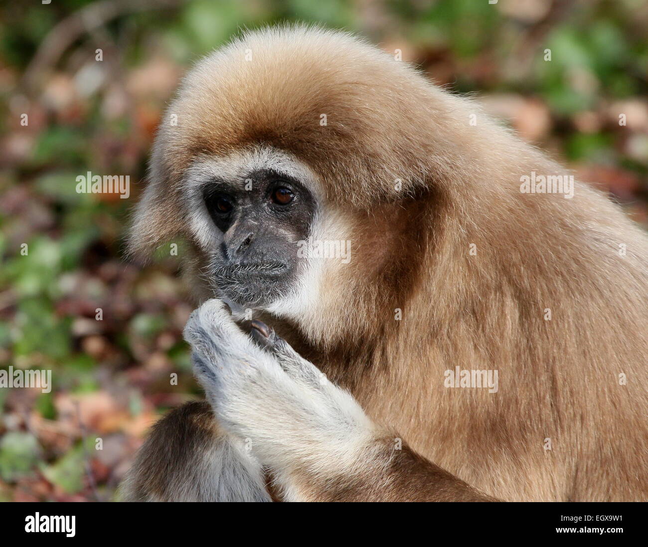 Closeup of the head of an Asian Lar Gibbon or White-Handed gibbon ...