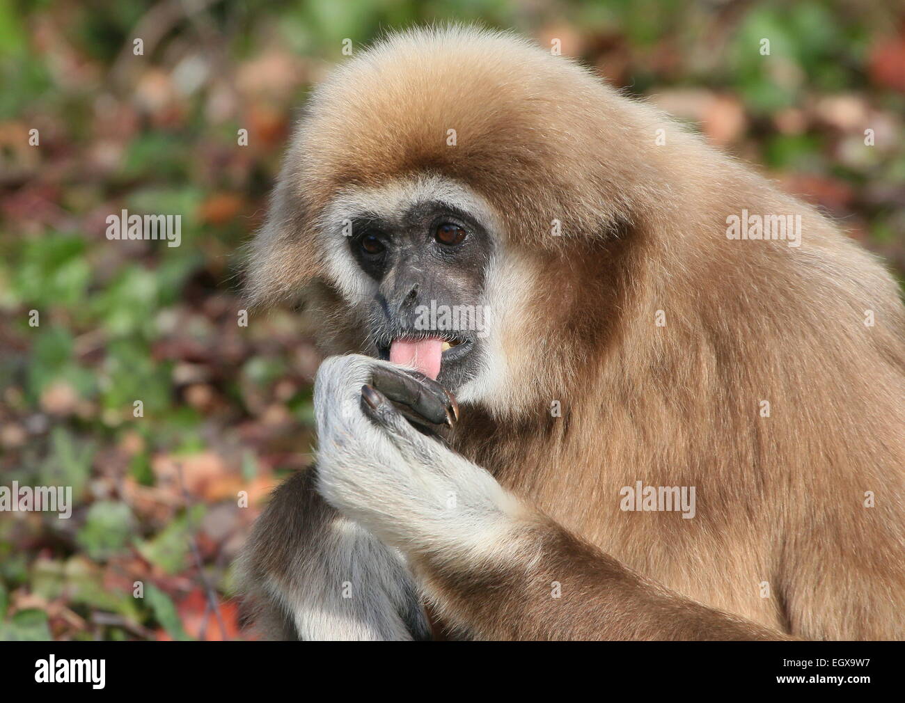 Closeup of the head of an Asian Lar Gibbon or White-Handed gibbon ...