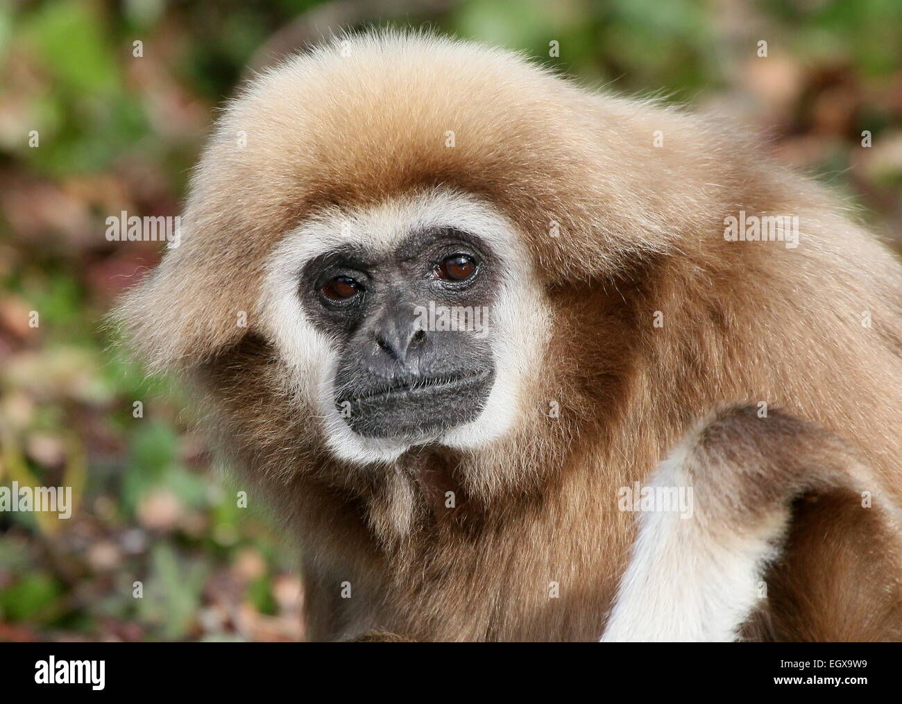 Closeup of the head of an Asian Lar Gibbon or White-Handed gibbon ...