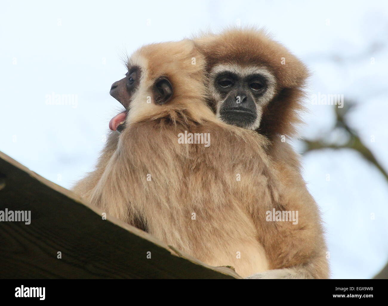 Asian Lar Gibbons or White-Handed gibbons (Hylobates lar), mother and ...