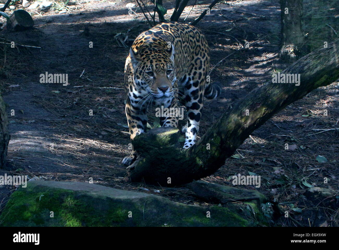 Female South American Jaguar (Panthera onca) on the prowl, walking ...