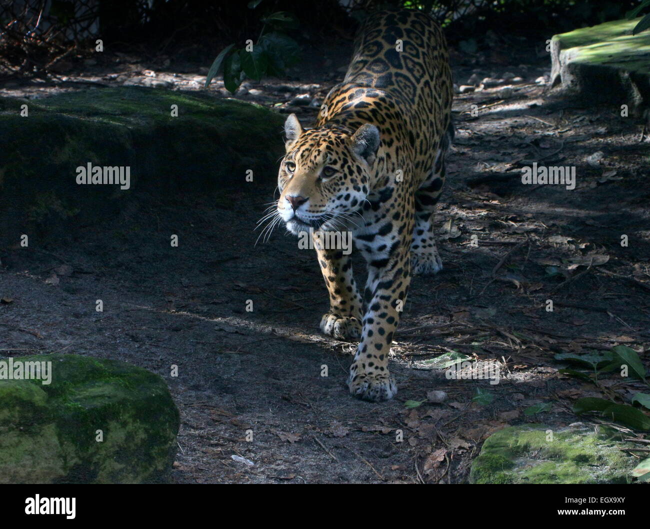 Female South American Jaguar (Panthera onca) on the prowl, walking ...