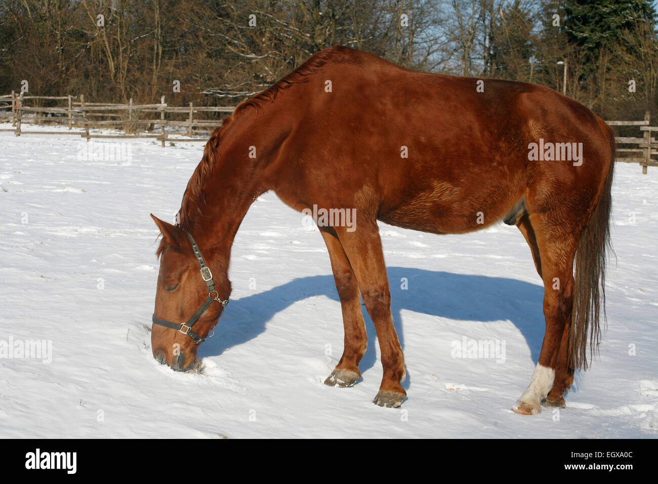 Warm Blood Bay Horse Grazing In Winter Corral Rural Scene Stock Photo ...