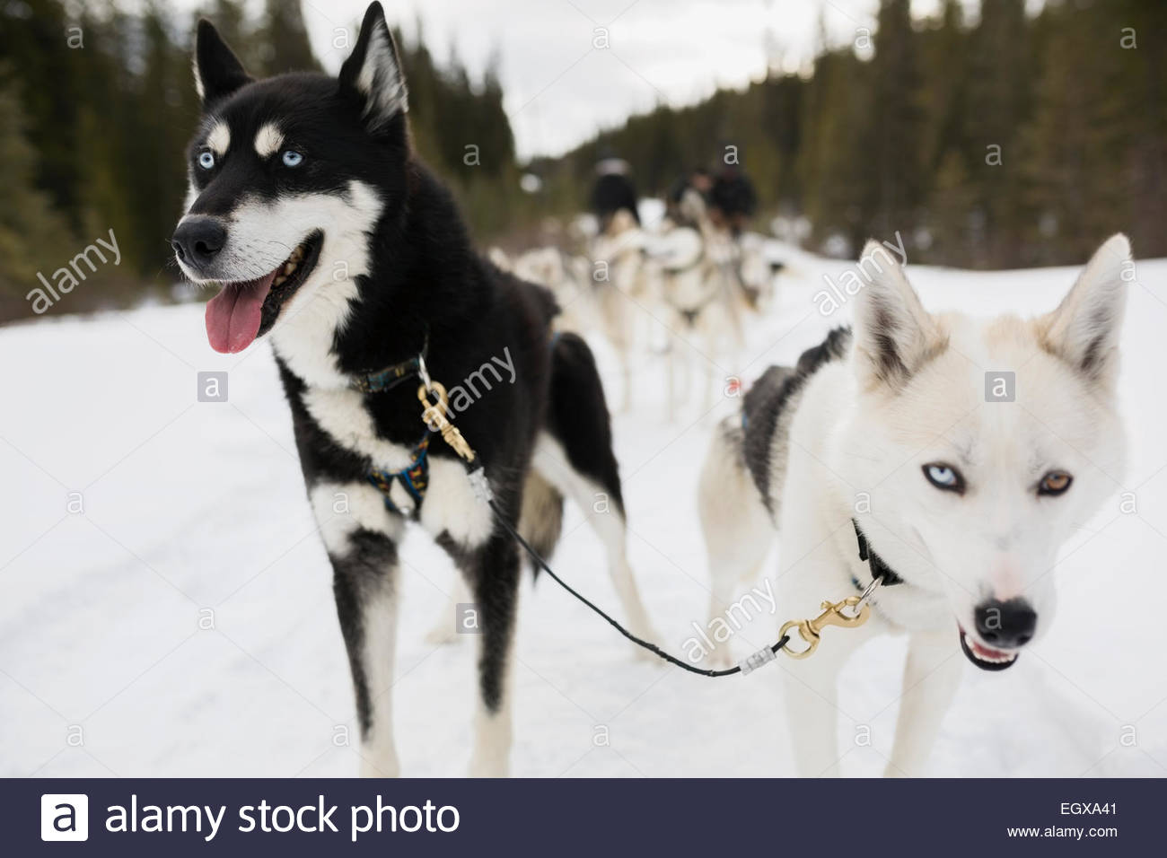 Animals Working Together