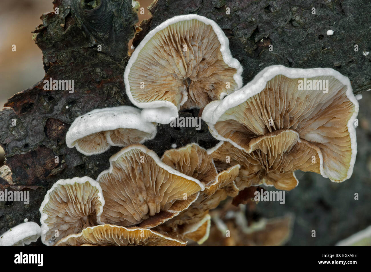 Underside showing gills of Common porecrust / Split gill (Schizophyllum ...