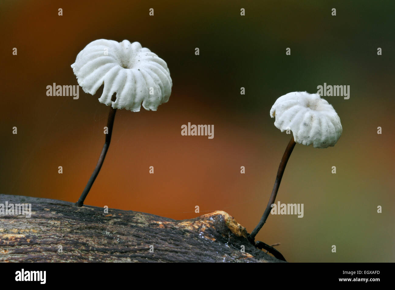 Pinwheel mushroom / Collared parachute mushrooms (Marasmius rotula ...