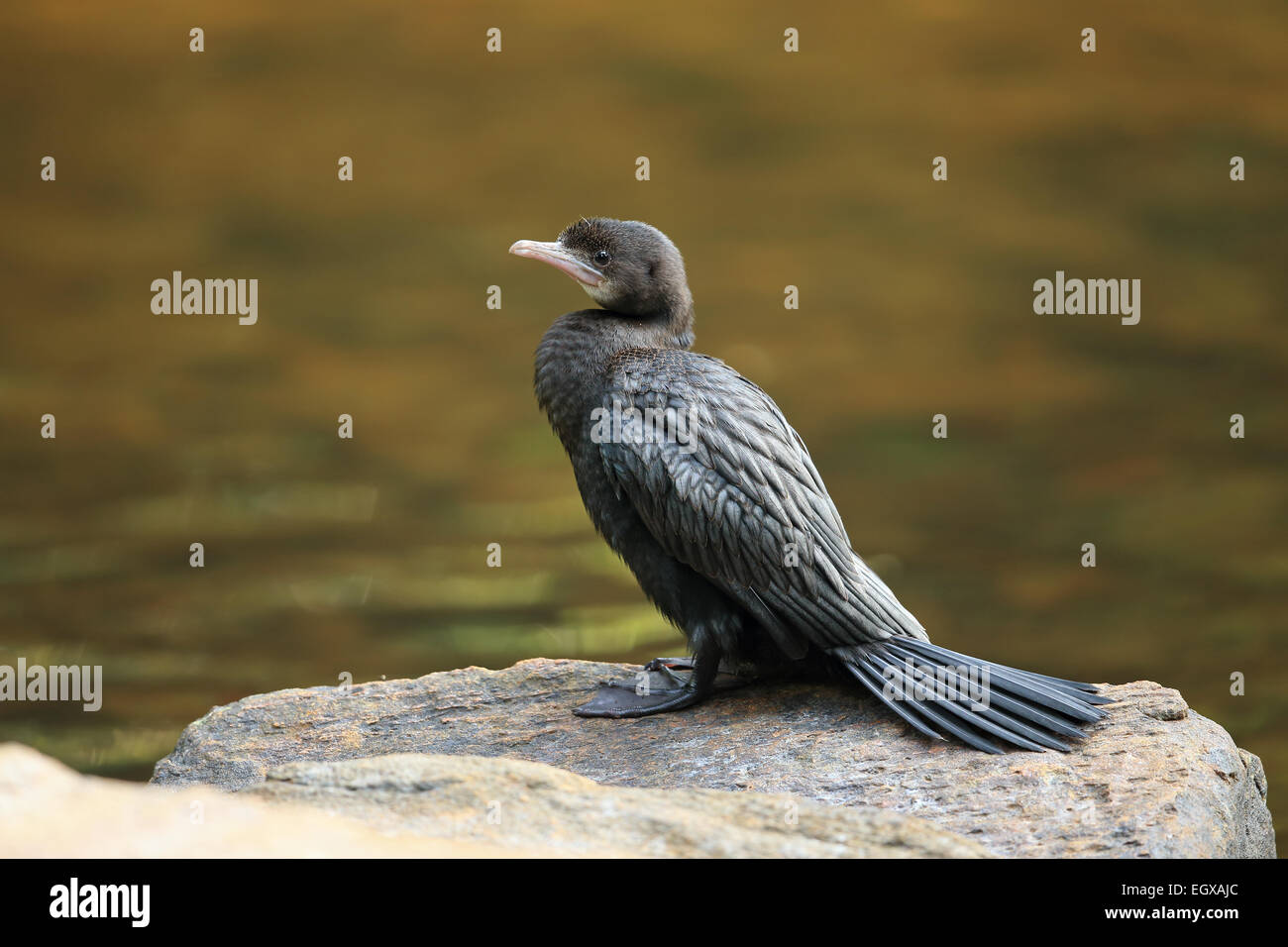 Little Cormorant (Microcarbo niger Stock Photo - Alamy