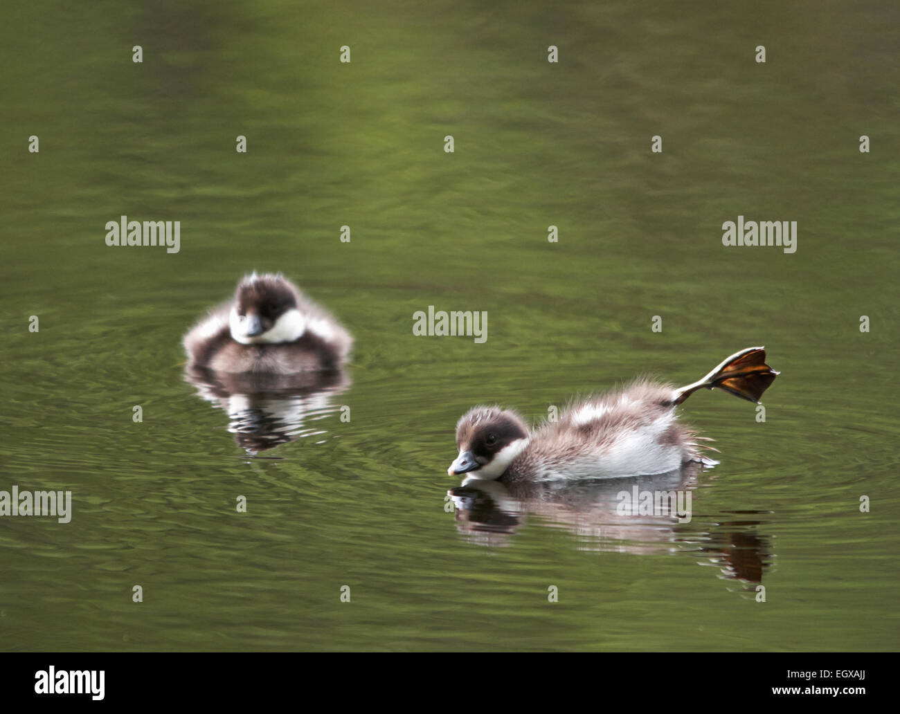 Common goldeneye duckling hi-res stock photography and images - Alamy
