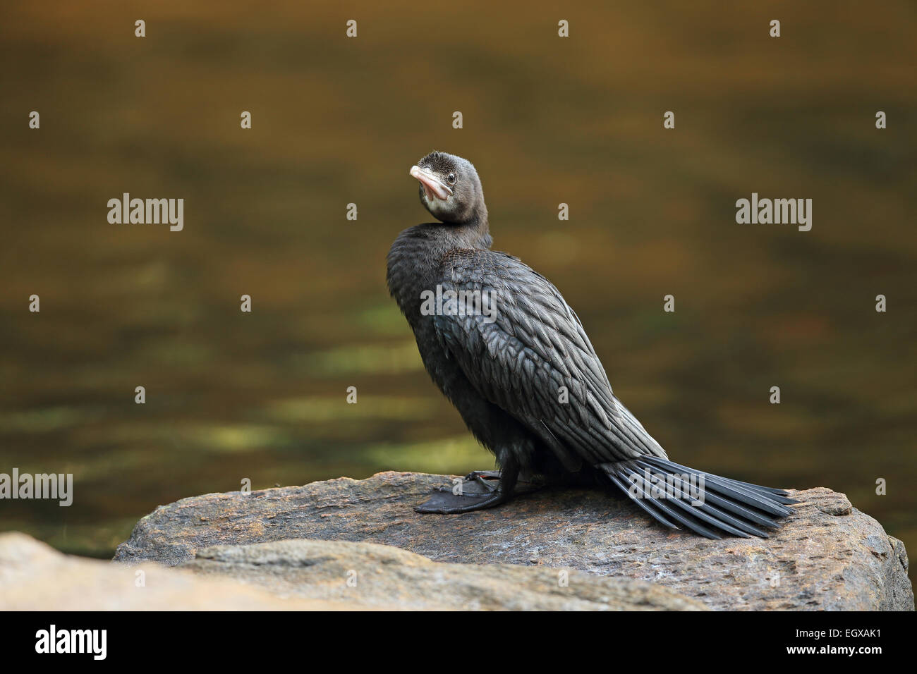Little Cormorant (Microcarbo niger aka Phalacrocorax niger Stock Photo ...