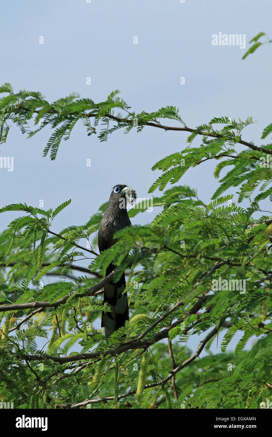 Blue-faced Malkoha (Rhopodytes viridirostris Stock Photo - Alamy
