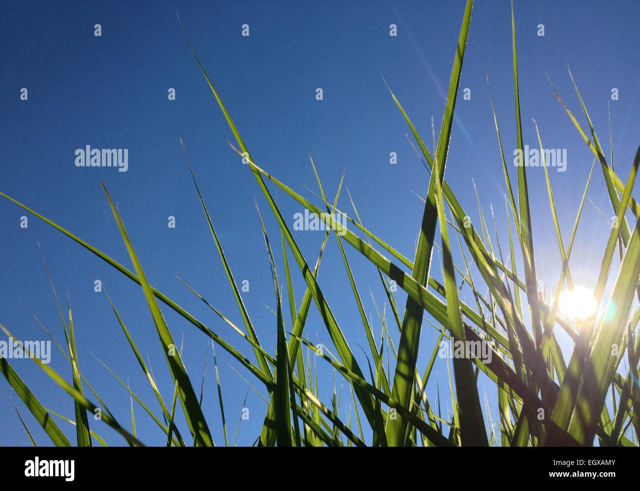 Clear blue sky green grass hi-res stock photography and images - Alamy