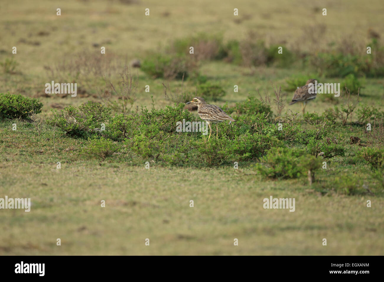 Indian Stone Curlew India High Resolution Stock Photography and Images ...