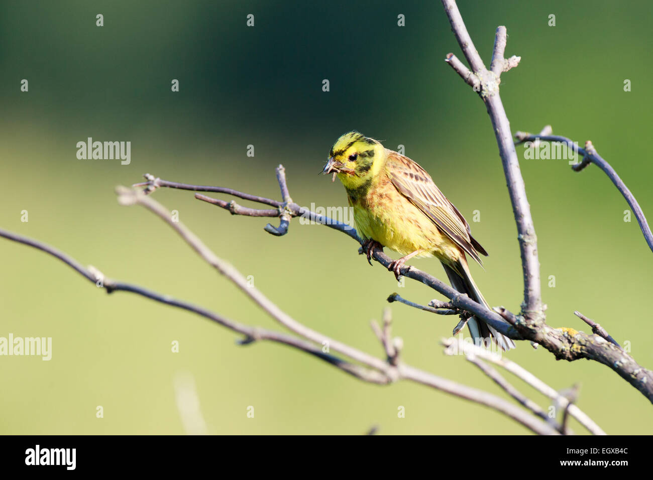 Yellowhammer hi-res stock photography and images - Alamy