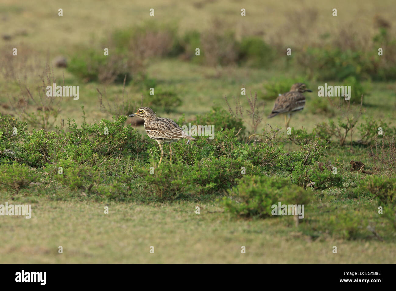 Indian Stone-curlew (Burhinus indicus Stock Photo - Alamy