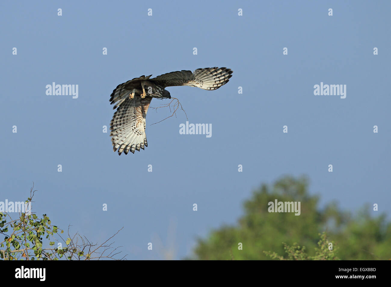 Ornate Hawk Eagle In Flight