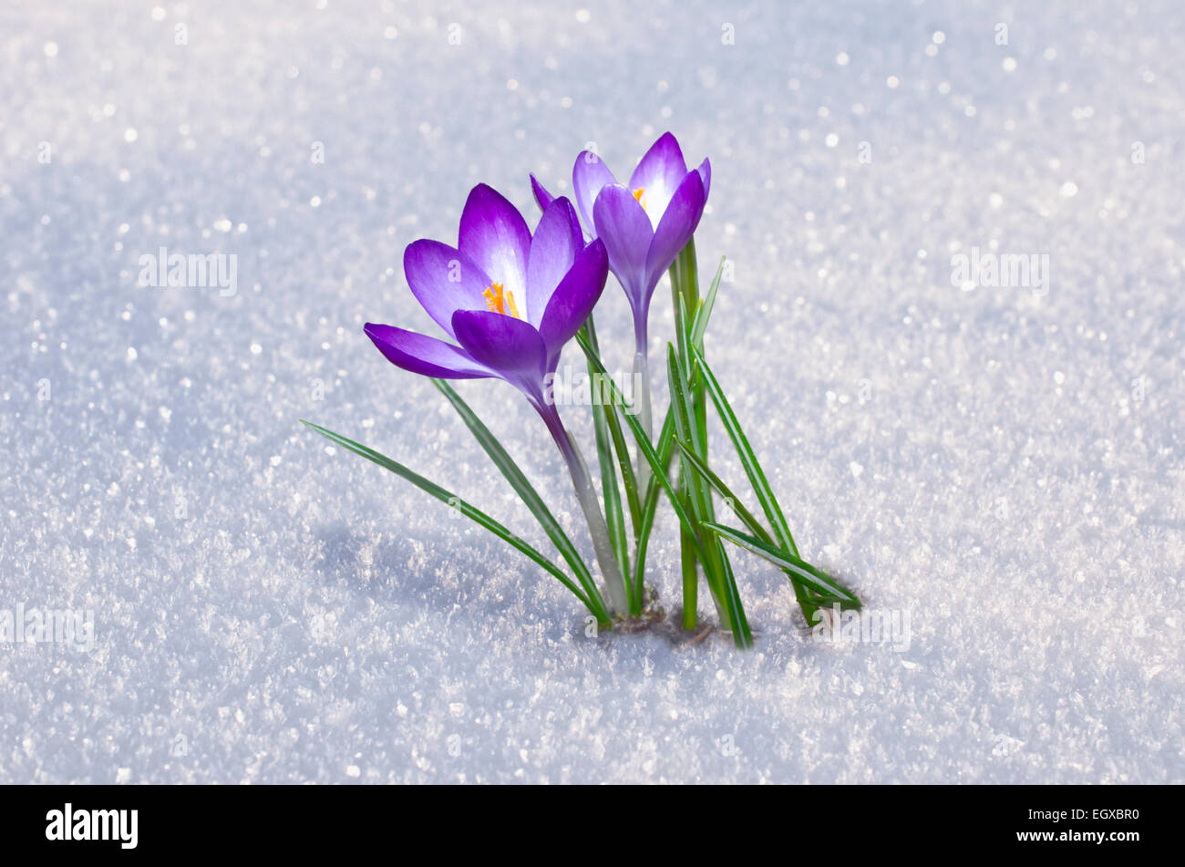 first crocus flowers Stock Photo - Alamy